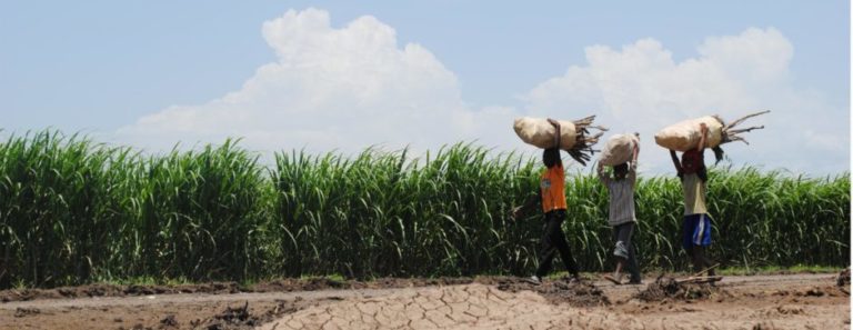 Climate & Environment | Clean Cooking Alliance