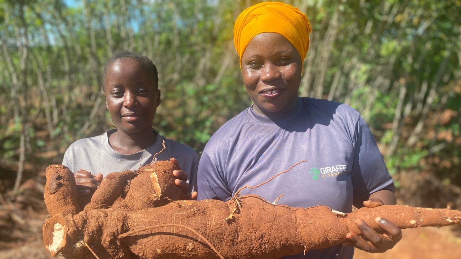 Giraffe Bioenergy: Building a Cassava-to-Ethanol Ecosystem in East ...